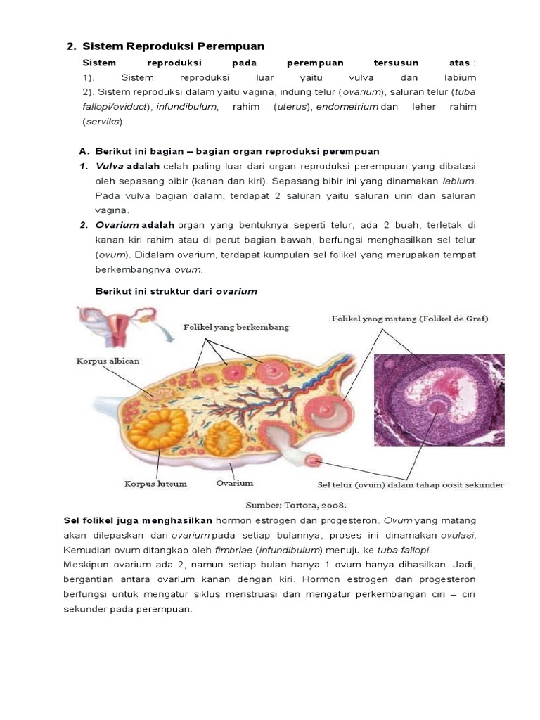 Organ Reproduksi Wanita dan Fungsinya | PDF | Ilmu Sosial