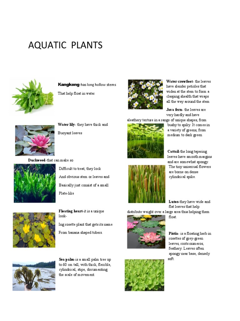 Aquatic Plants | PDF | Leaf | Plant Morphology