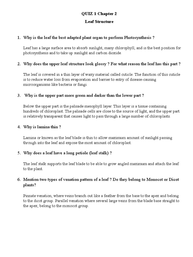 Leaf Structure and Photosynthesis Quiz | PDF | Leaf | Stoma