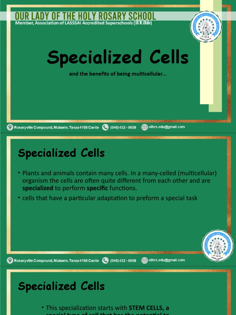 Week 5 - Specialized Cells | PDF | Skeletal Muscle | Cell (Biology)