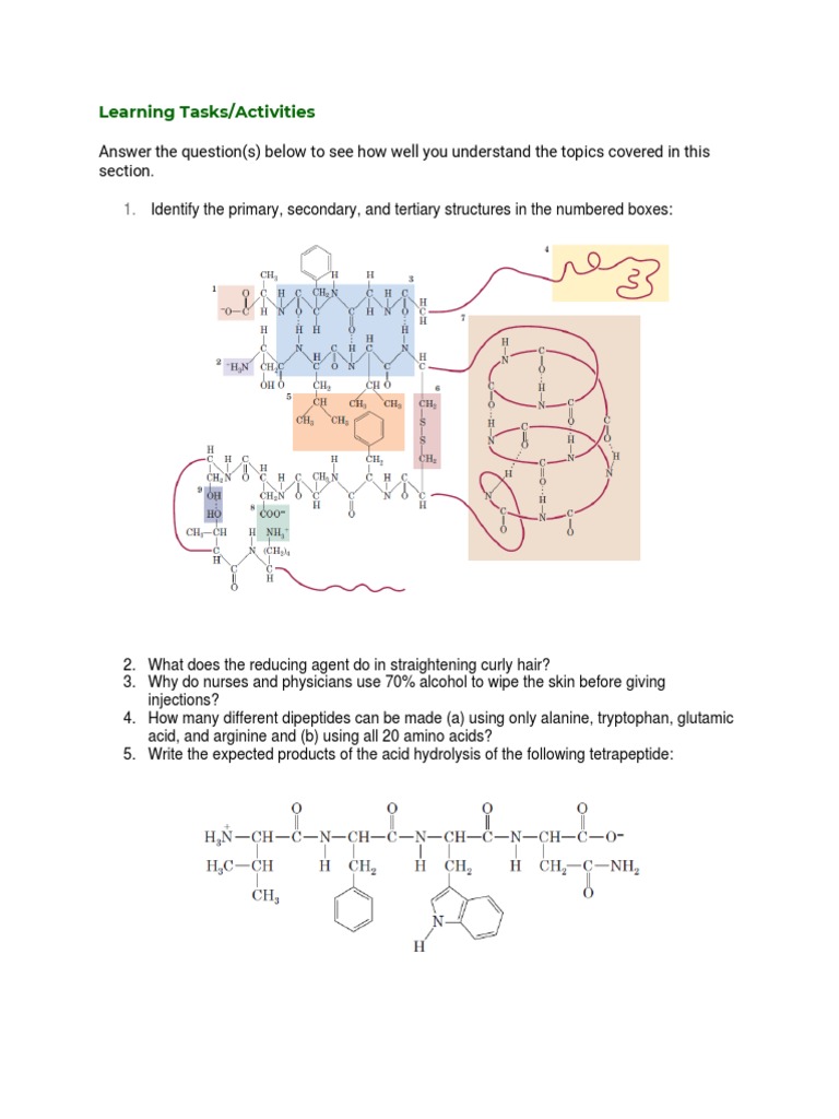 M5 - Learning Tasks - Assessment (Proteins) | PDF | Proteolysis | Amino ...