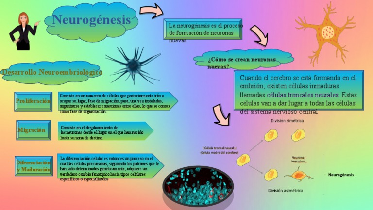 Proceso de Neurogénesis y Diferenciación | PDF | Neurona | Neurogénesis