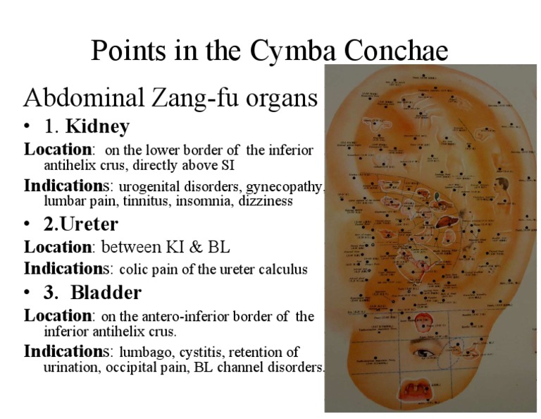 Points in The Cymba Conchae | PDF