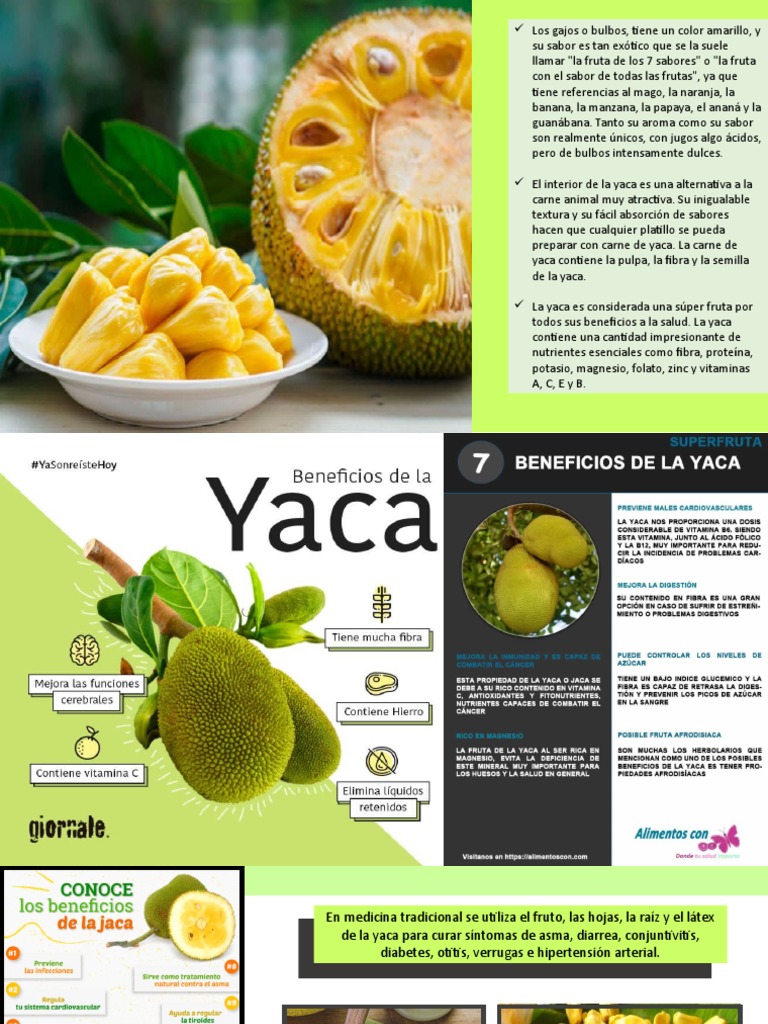 Información Acerca de La Yaca. | PDF