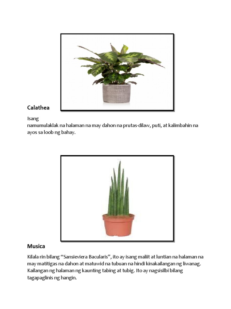 Halamang Ornamental | PDF