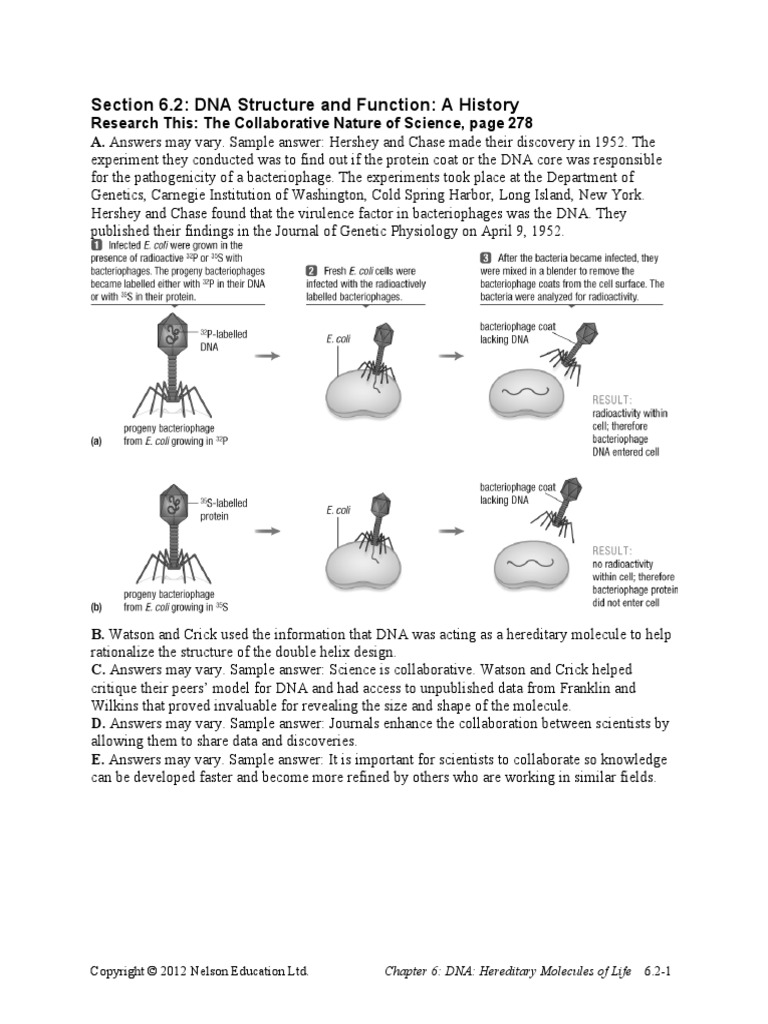Nelson Biology Answers 2 | PDF | Dna | Nucleotides