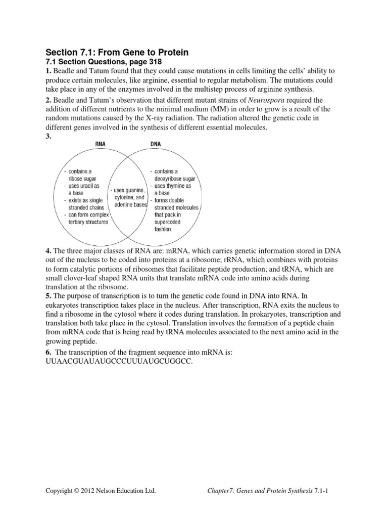 Nelson Biology Answers 4 | PDF | Translation (Biology) | Genetic Code