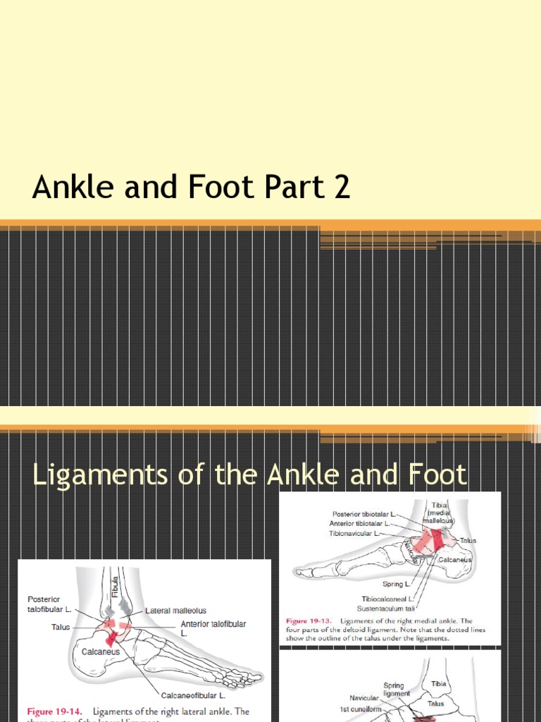 Anatomi Kinesiologi Pergelangan Kaki Dan Kaki | PDF | Foot | Ankle