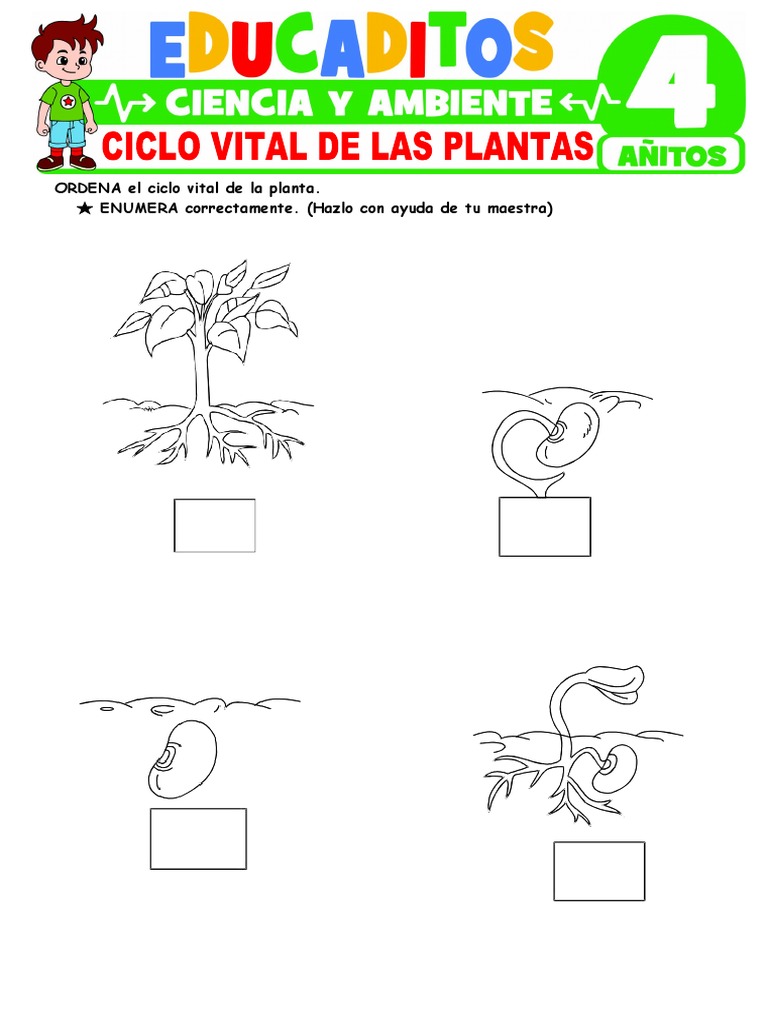 Ciclo De Las Plantas Para Colorear Ficha De Ciclo De Vida De Planta