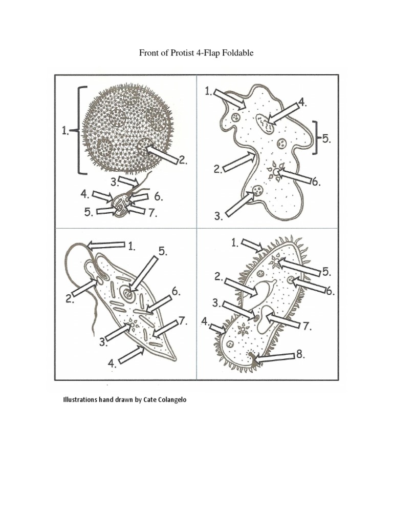 Front of Protist 4-Flap Foldable: Illustrations Hand Drawn by Cate ...