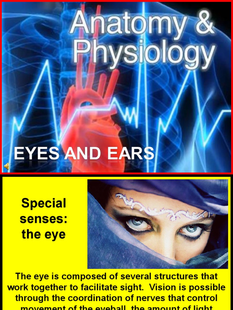 181 Anatomy Eyes and Ears | PDF | Ear | Human Eye