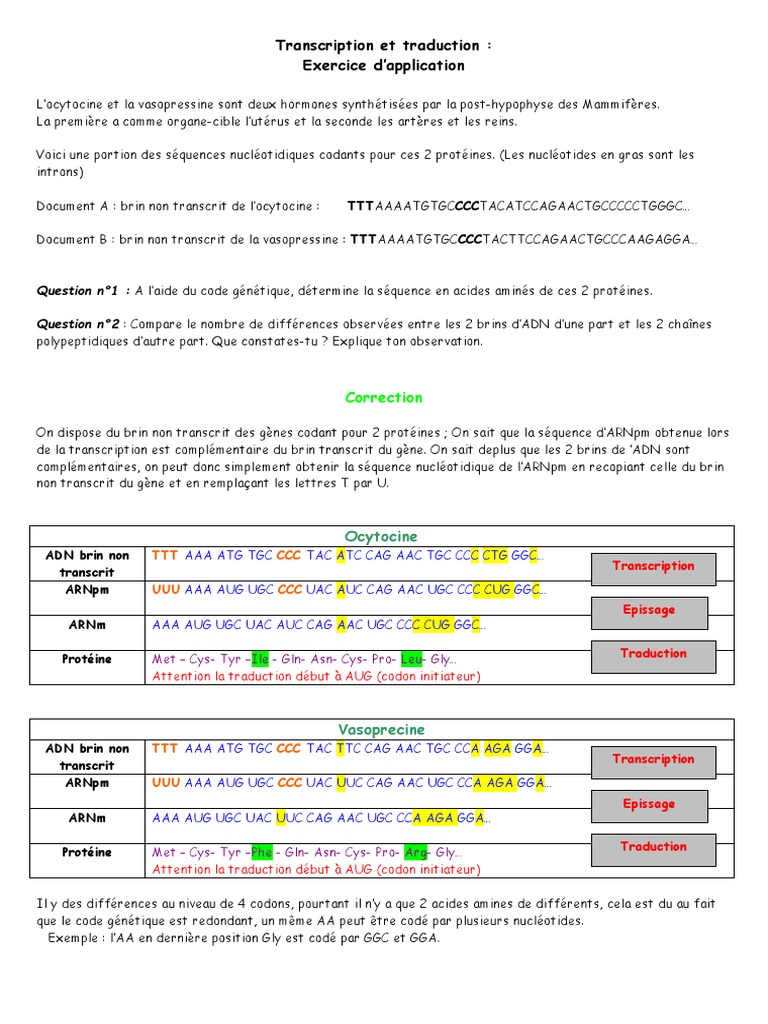Transcription Et Traduction: Exercice D'application: Correction | PDF ...