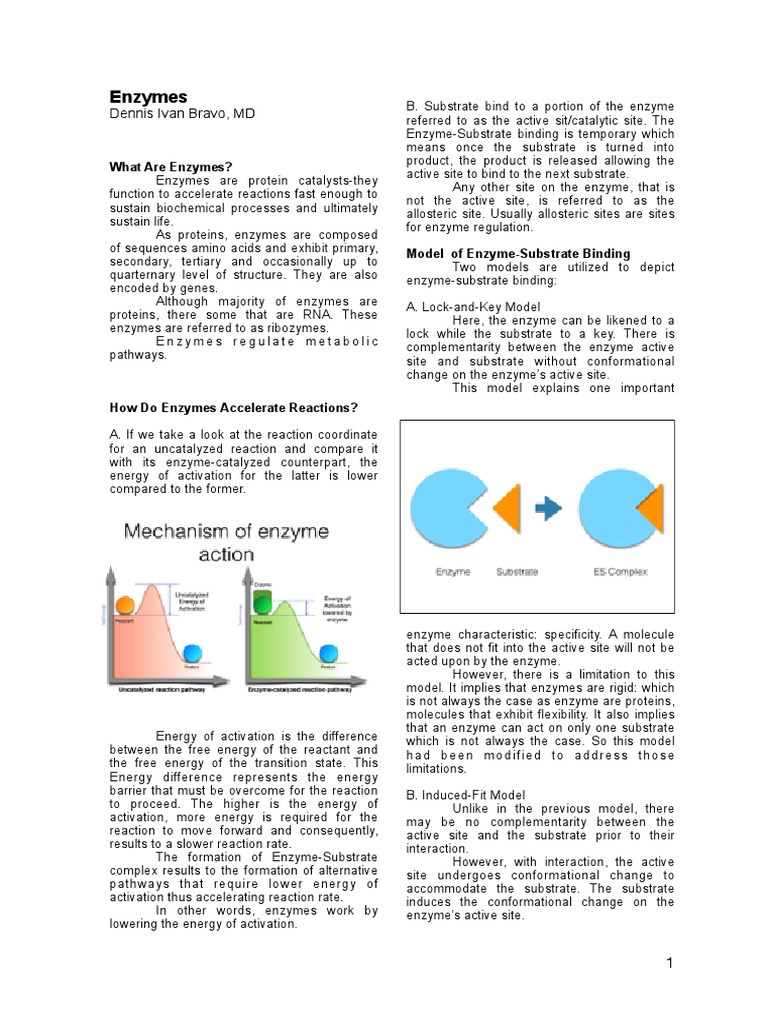 Enzyme Handout | PDF | Enzyme Inhibitor | Proteolysis