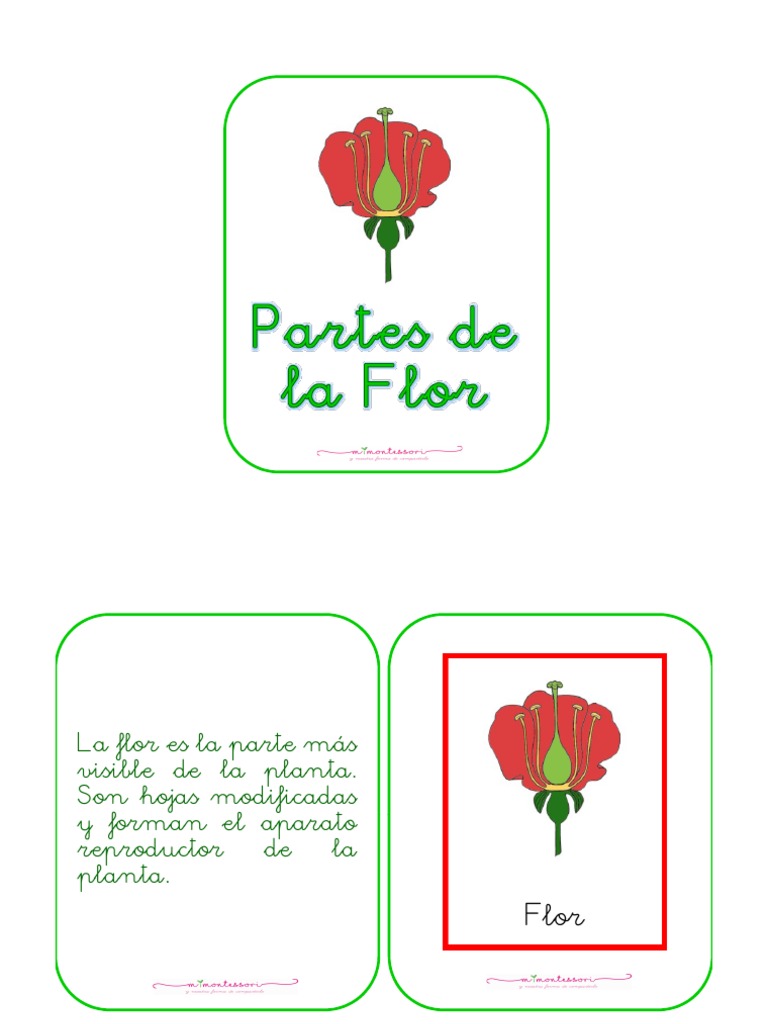 Partes y Funciones de la Flor | PDF | Ciencia y matemáticas