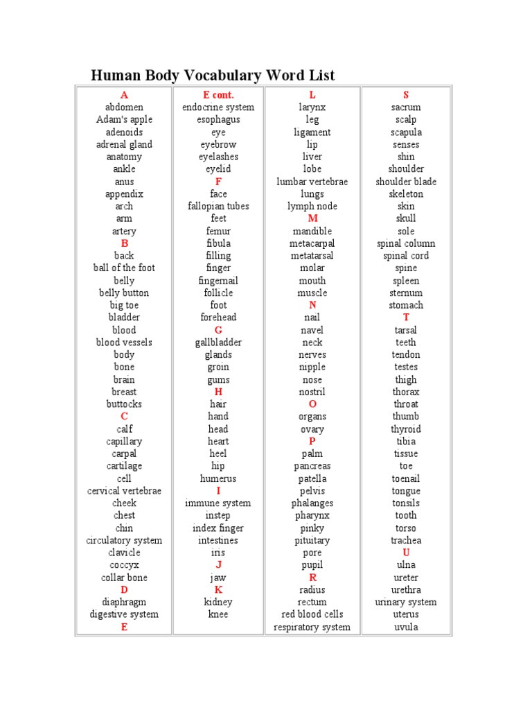 Human Body Vocabulary Word List | PDF | Human Body | Abdomen
