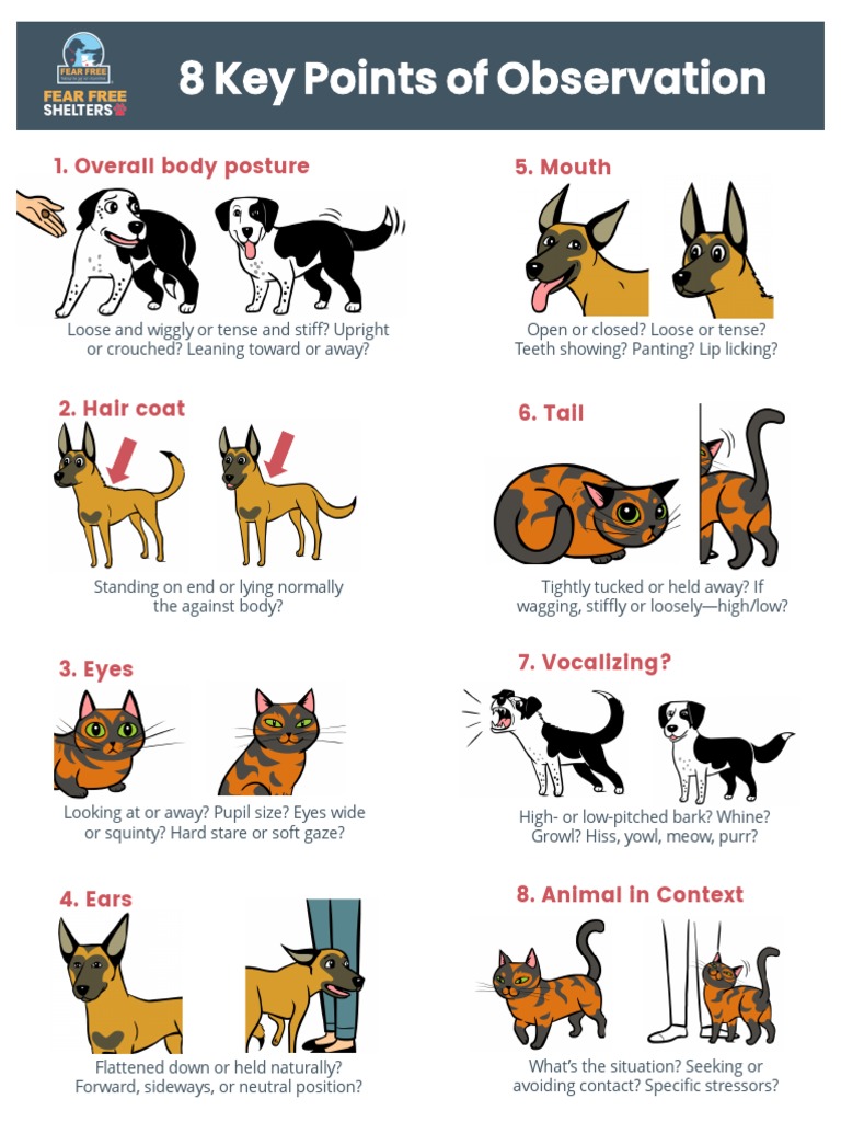 8 Key Points of Observation: 1. Overall Body Posture 5. Mouth | PDF