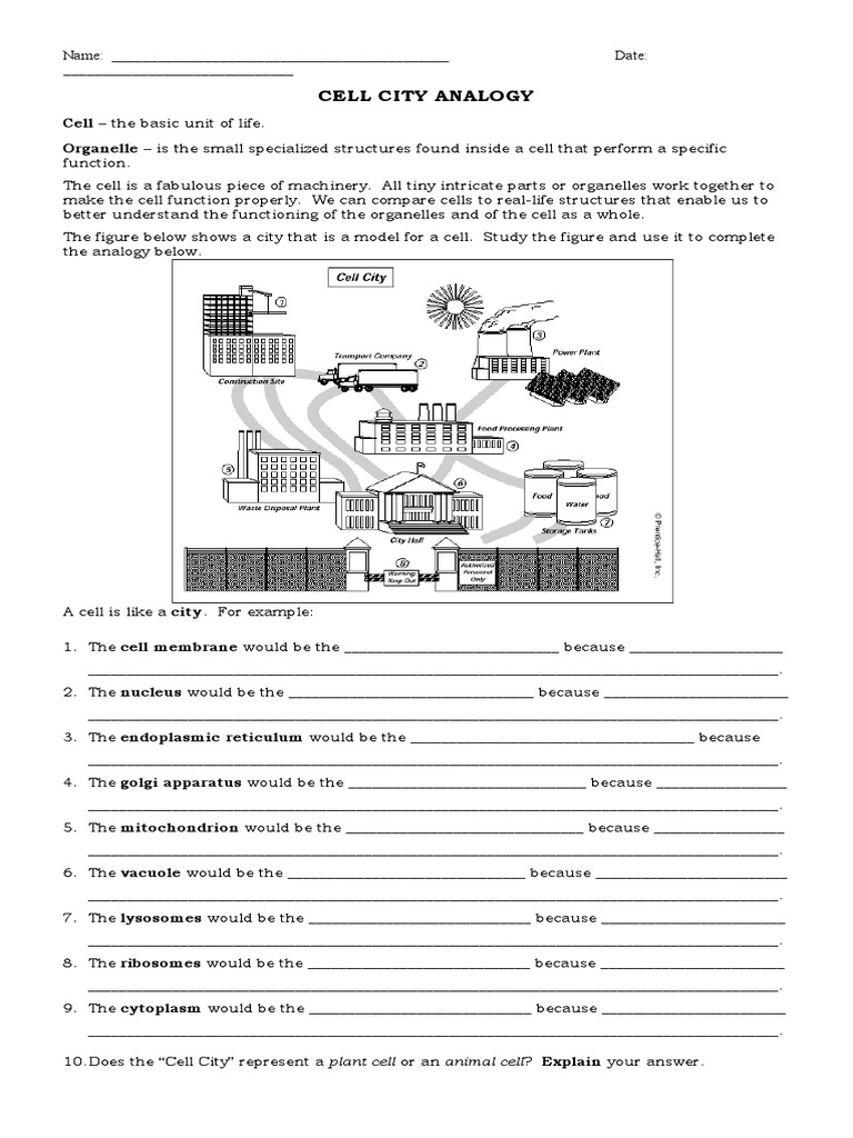Cell City Analogy | PDF | Cell (Biology) | Organelle