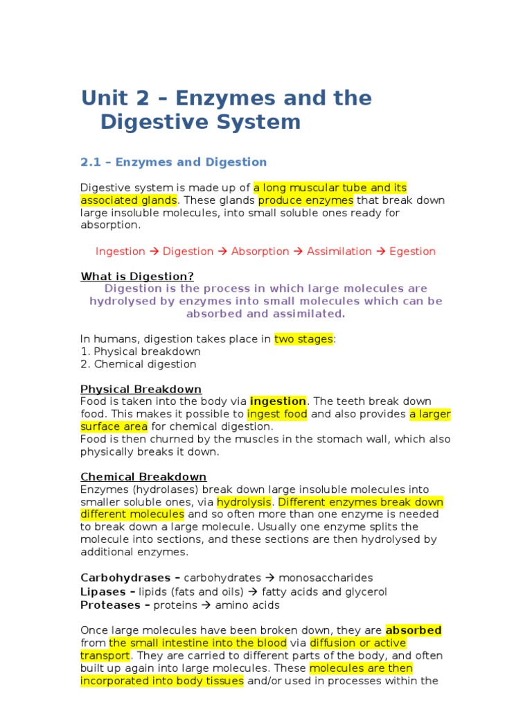 Unit 2 - Enzymes and The Digestive System | PDF | Carbohydrates | Digestion
