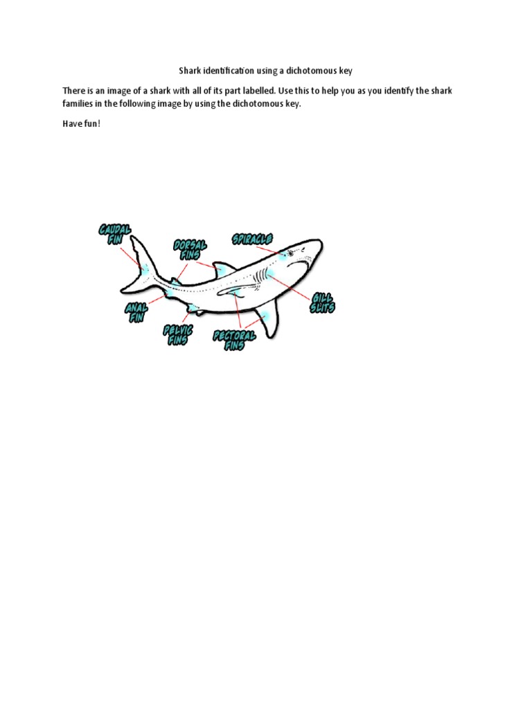 Shark Identification Using Dichotomous Key | PDF | Sharks | Fish