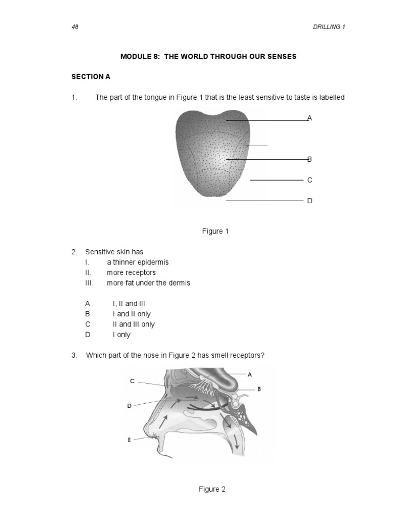 Module 08 (The World Through Our Senses) | PDF | Ear | Senses