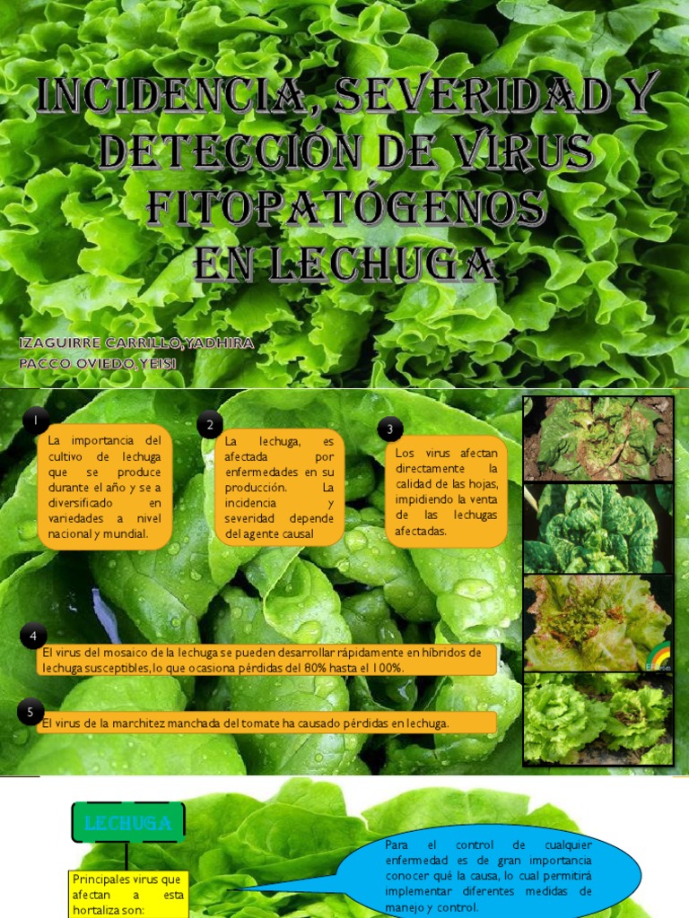 Incidencia y Severidad de La Lechuga | PDF | Lechuga | Virus
