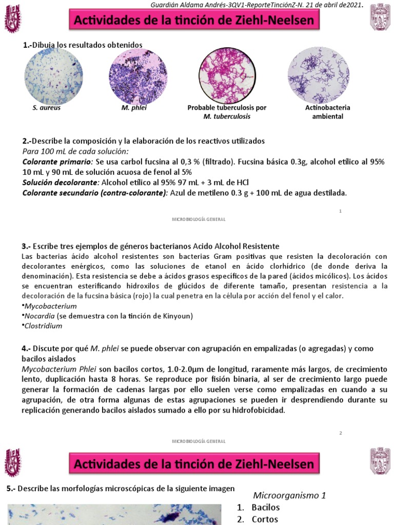 Tincion de Ziehl-Neelsen | PDF | Mycobacterium | Las bacterias