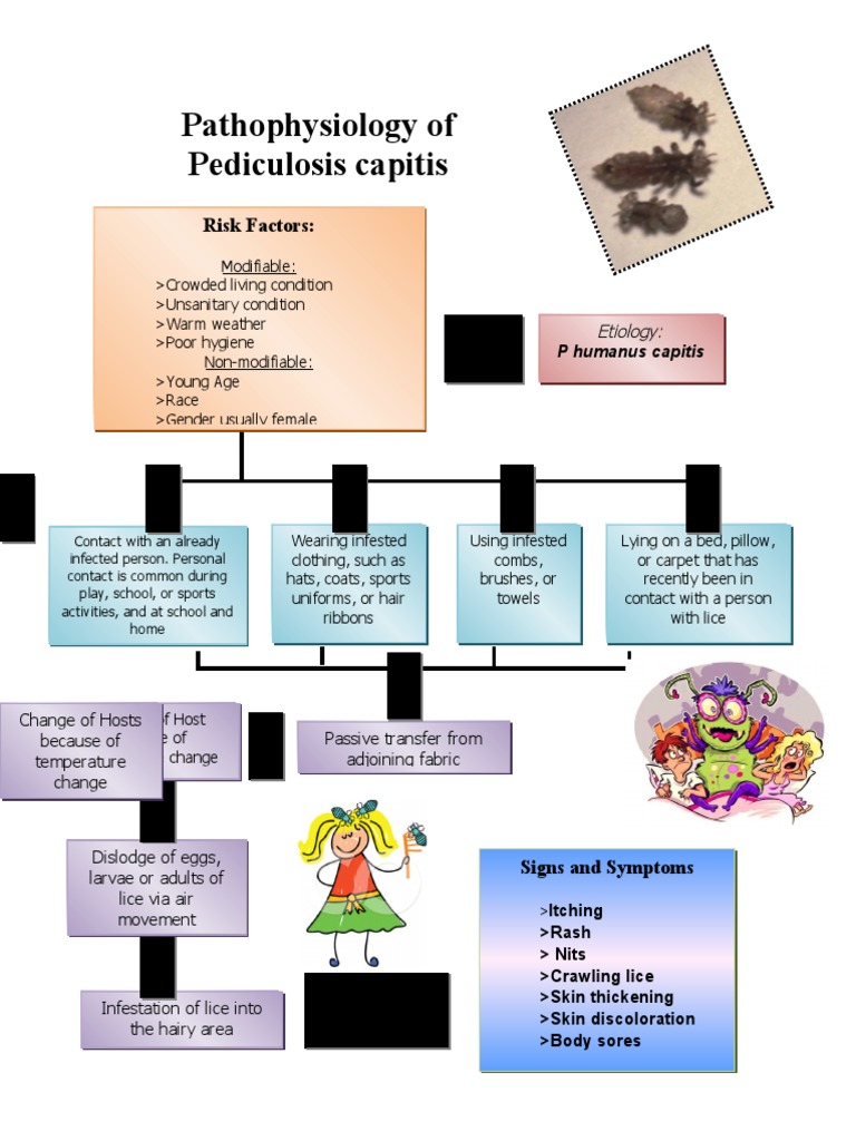 Pathophysiology of Pediculosis Capitis | PDF