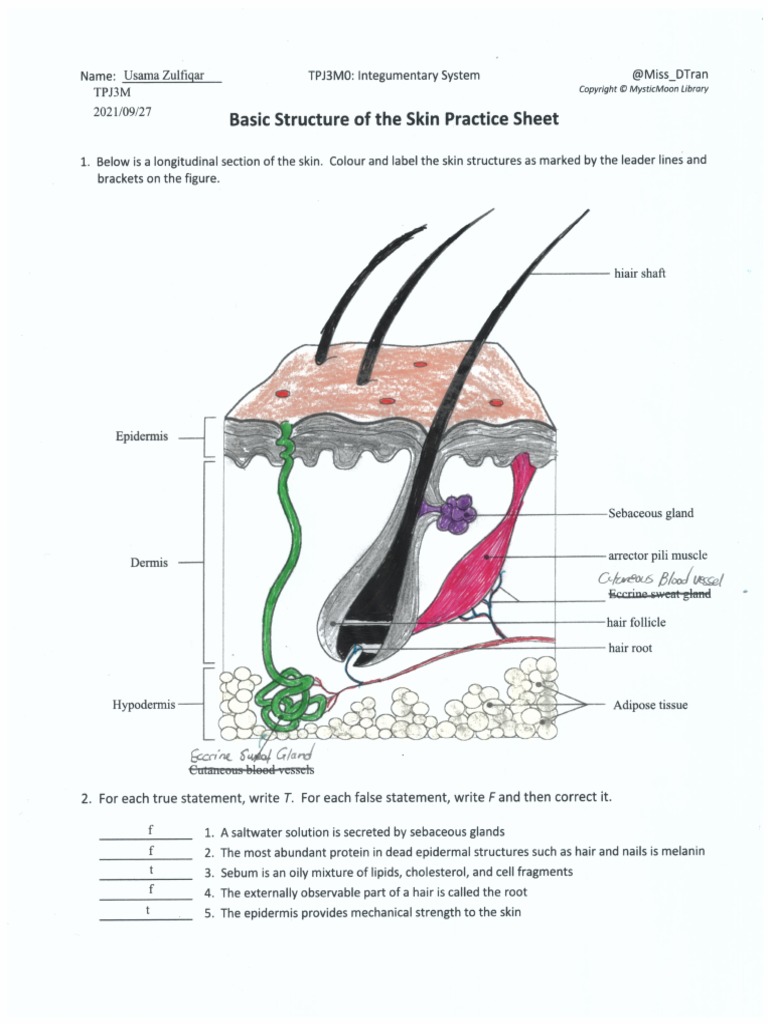 Skin Worksheet (Coloured) | PDF