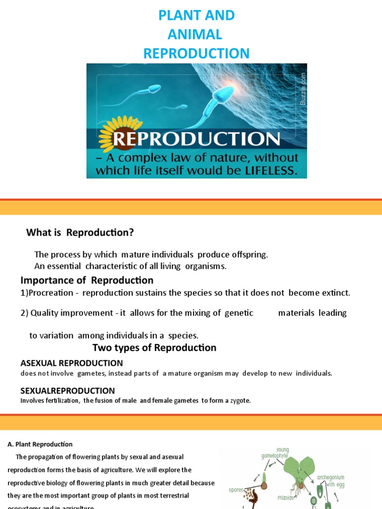Plant and Animal Reproduction 1 | PDF | Sexual Reproduction | Flowers