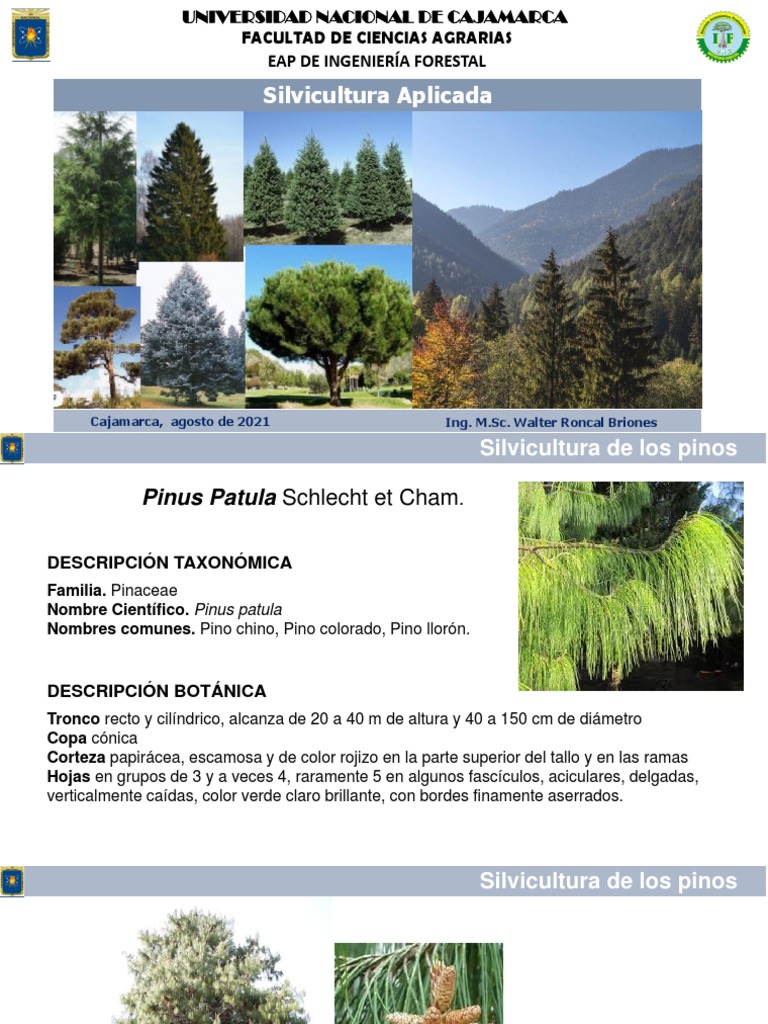 Características del Pino Pátula | PDF | Arboles | Injerto