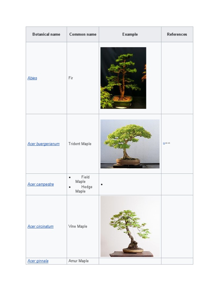 List Bonsai Species | PDF | Maple | Pine