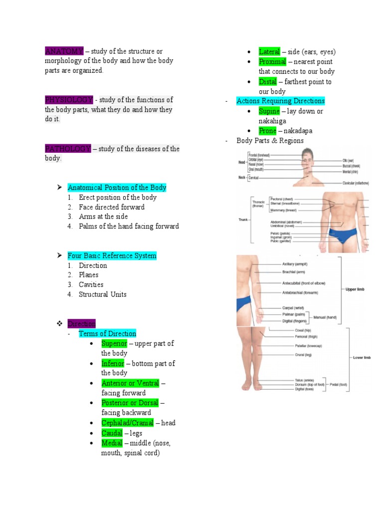 Anatomy | PDF | Anatomical Terms Of Location | Human Body