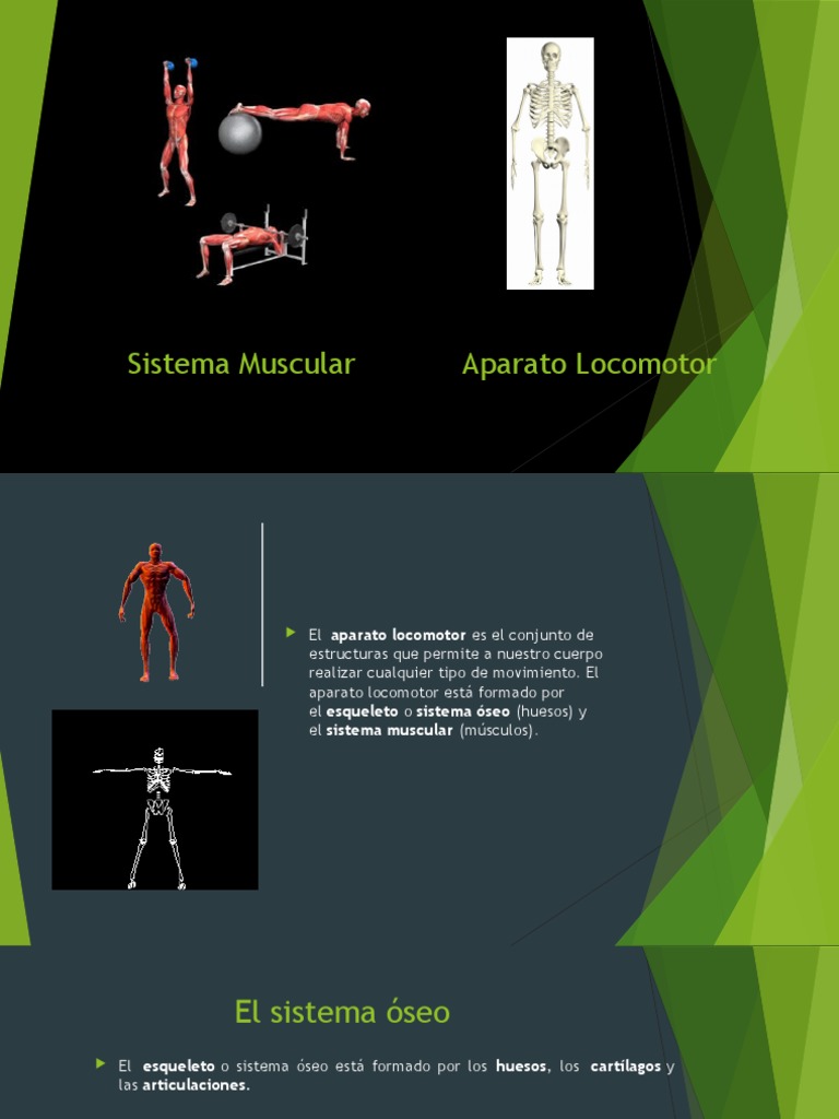3A Sistema Locomotor | PDF | Esqueleto | Sistema musculoesquelético humano