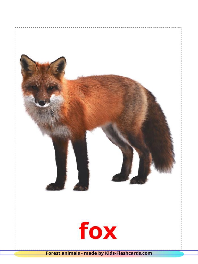 Forest Animals-1-A4 | PDF