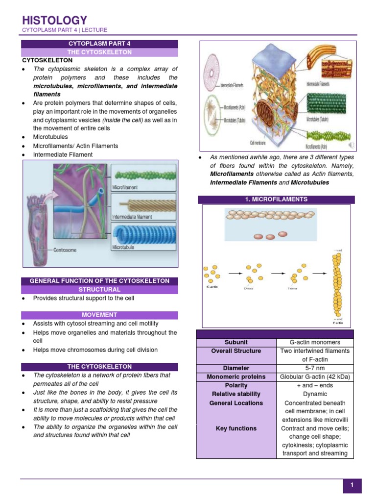 Cytoskeleton: Types and Functions | PDF | Microtubule | Actin