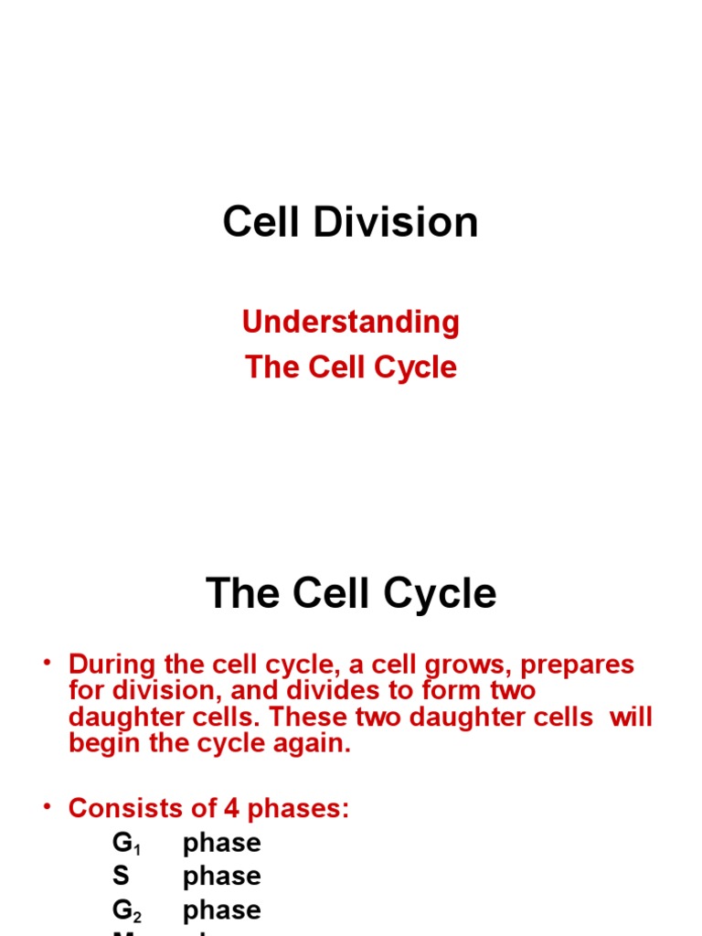 Cell Division: Understanding The Cell Cycle | PDF | Home & Garden