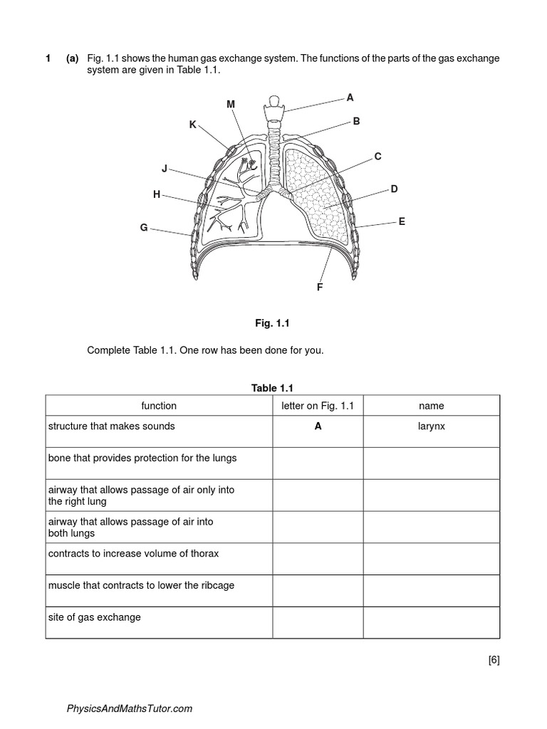 Human Gas Exchange System Explained | PDF | Breathing | Respiratory Tract