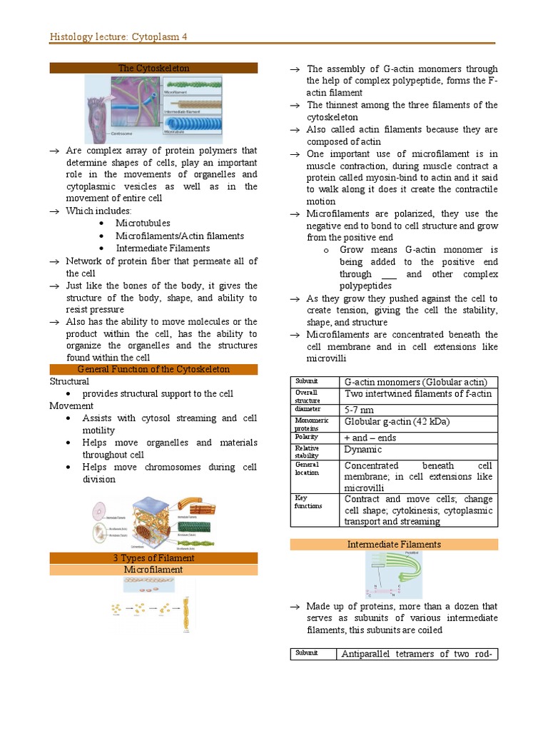 Histology 3 - Cytoplasm 4 & Nucleus | PDF | Microtubule | Cell Nucleus