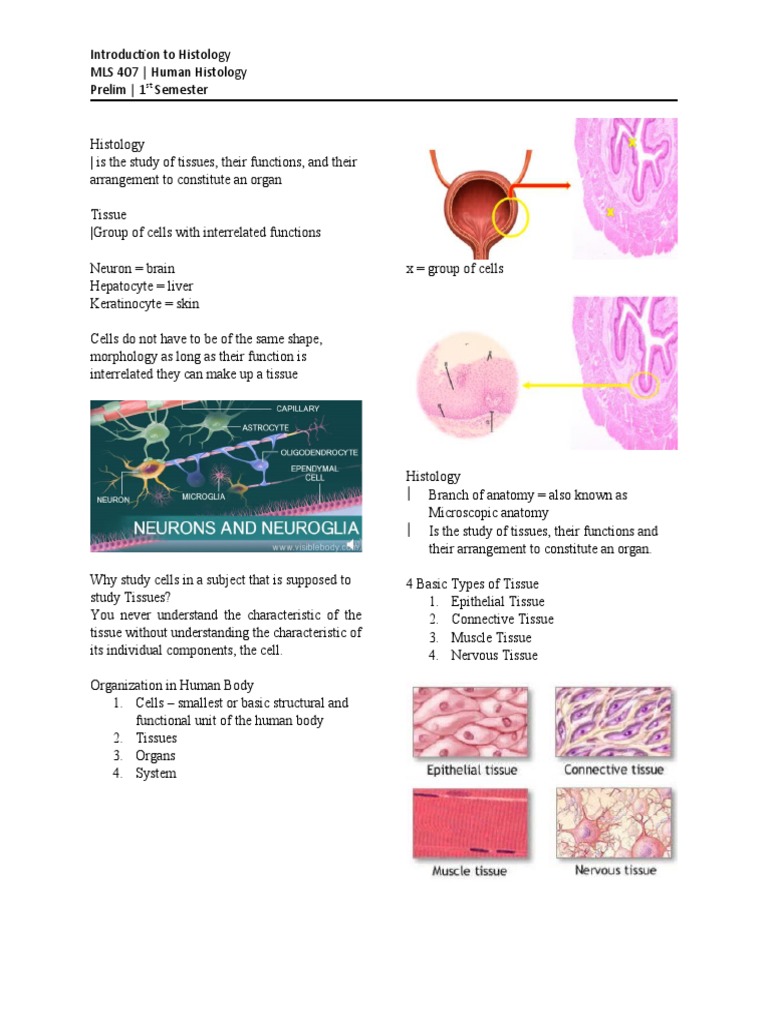 HISTOLOGY 1 - Intro To Histology and Cytoplasm 1 | PDF | Staining ...