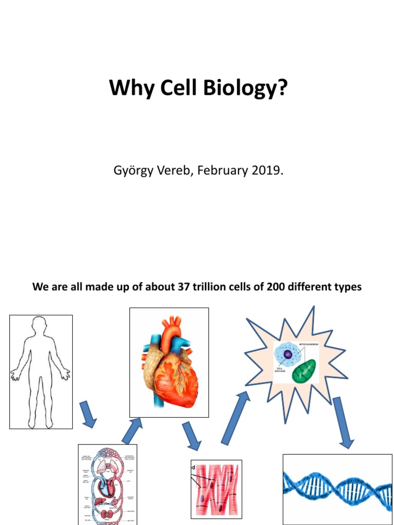01_Cellbio_2019 | PDF | Cell (Biology) | Eukaryotes
