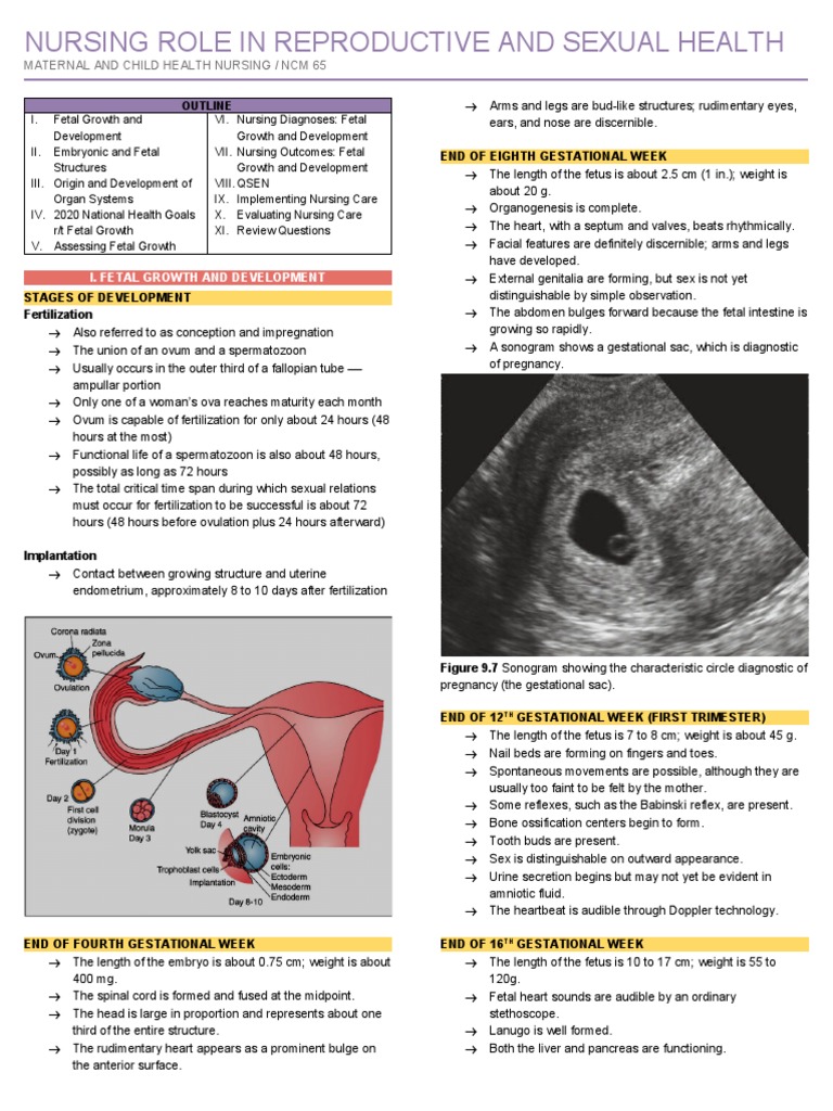 Nursing Care in Fetal Development | PDF | Placenta | Atrium (Heart)