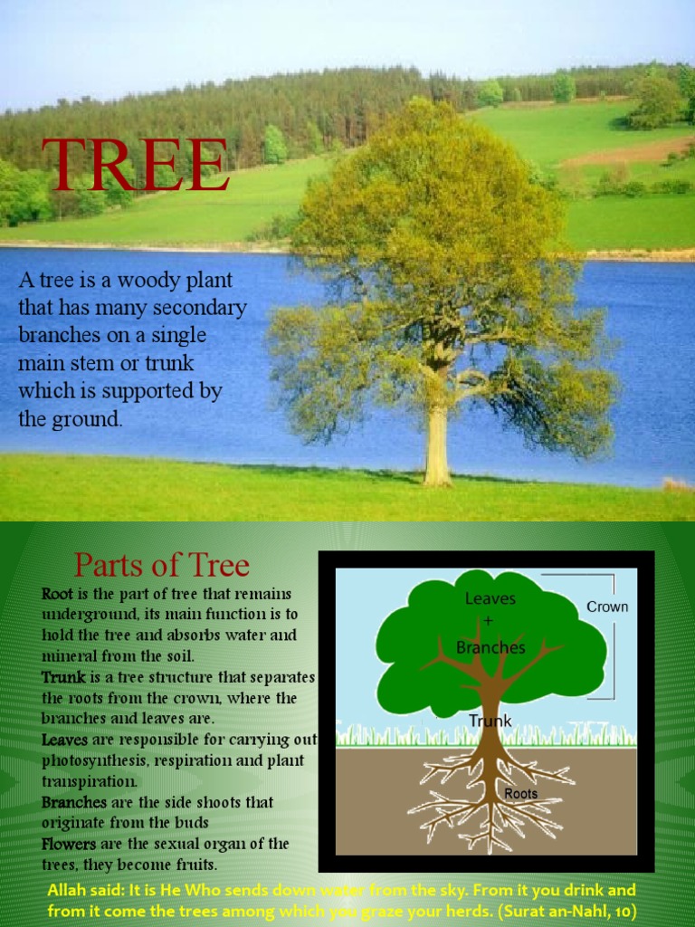 A Tree Is A Woody Plant That Has Many Secondary Branches On A Single ...