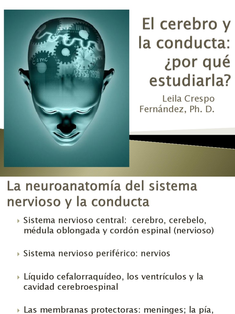 1 Cerebro y Conducta | PDF | Cerebro | Fluido cerebroespinal
