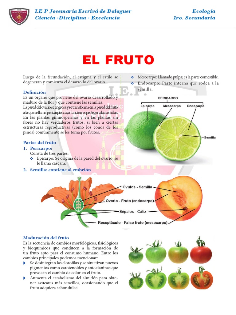 El Fruto: Partes y Funciones | PDF | Fruta | Plantas