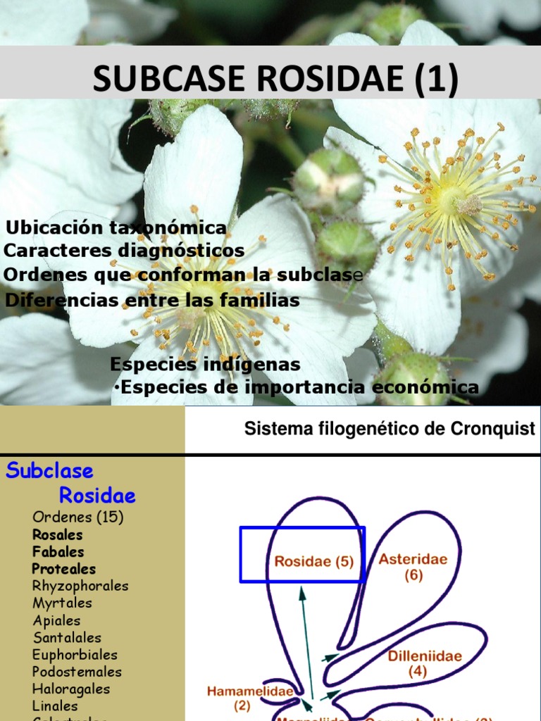 Clase 14-Rosidae 2013 | PDF | Horticultura y jardinería | Botánica