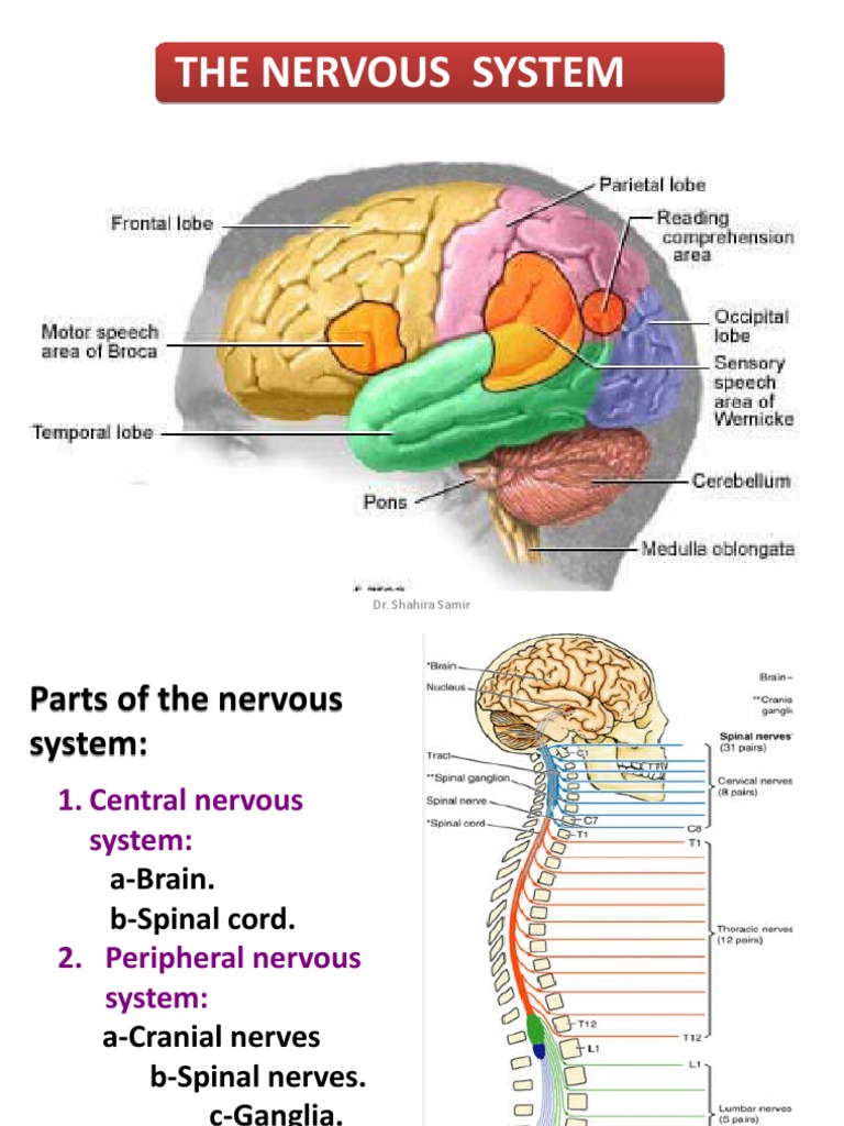 Nervous System | PDF | Central Nervous System | Brainstem