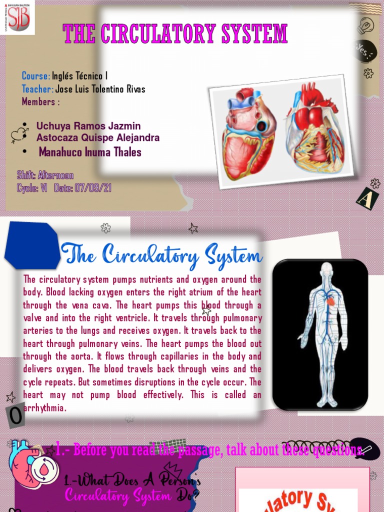 The Circulatory System | PDF | Heart | Circulatory System