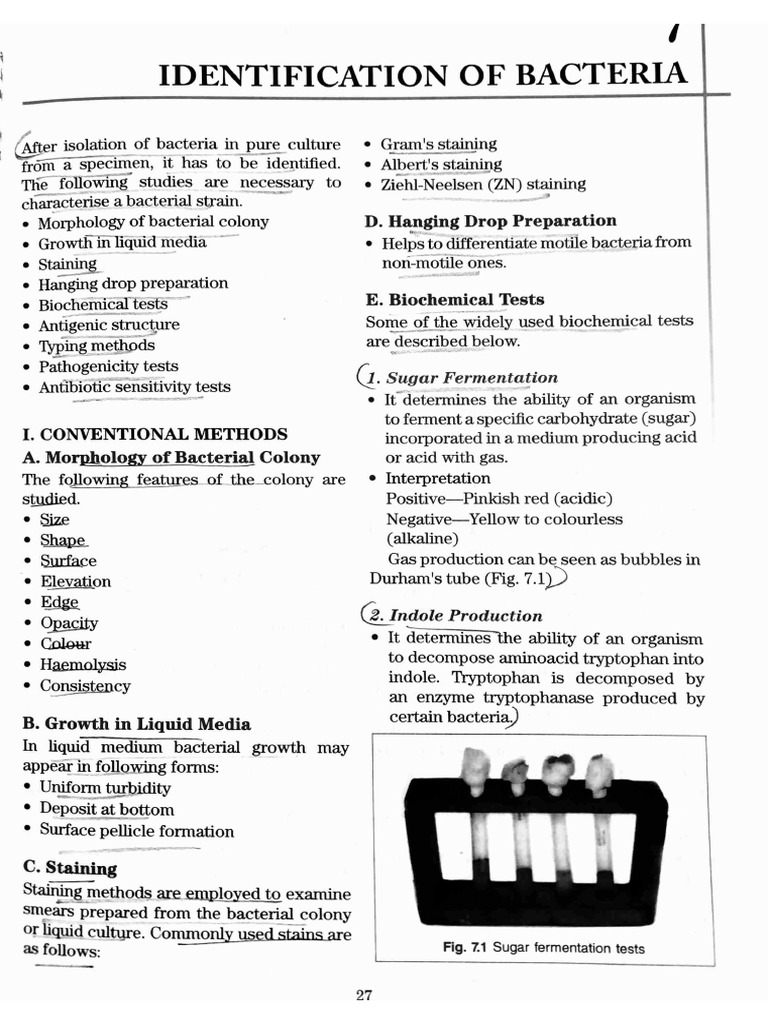 Biochemical Reactions For Identification of Bacteria | PDF