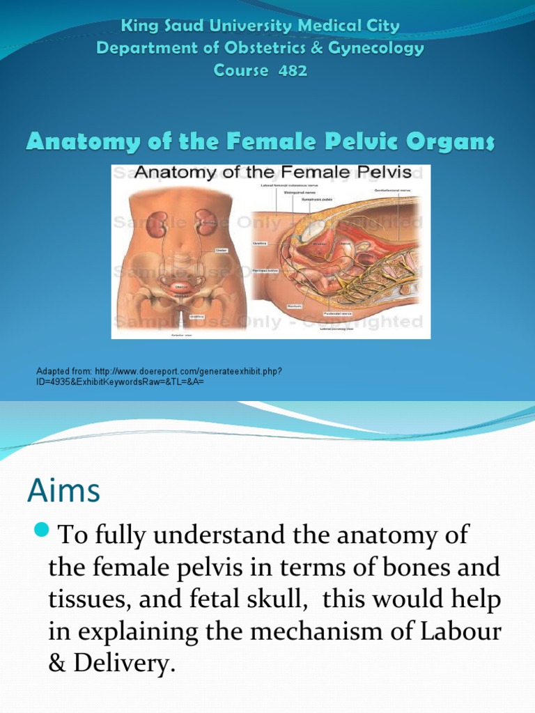 1-Anatomy of The Female Genital Organs | PDF | Pelvis | Uterus