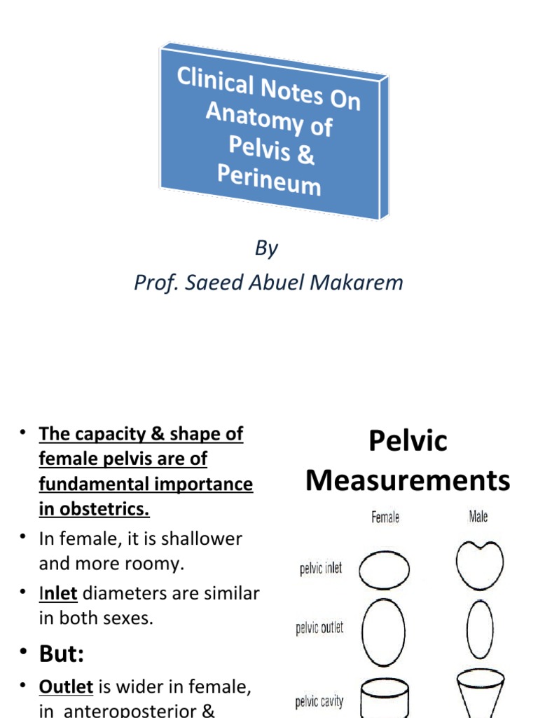 Clinical Anatomy of The Pelvis & Perineum | PDF | Pelvis | Urinary Bladder